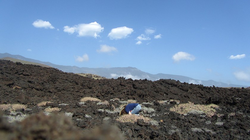 ROOT-BERNSTEIN, Meredith | TSOEG